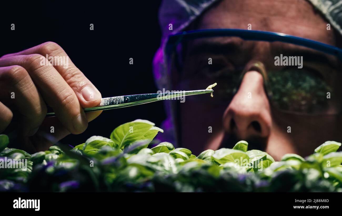close up of biologist is studying plant growth Stock Photo - Alamy