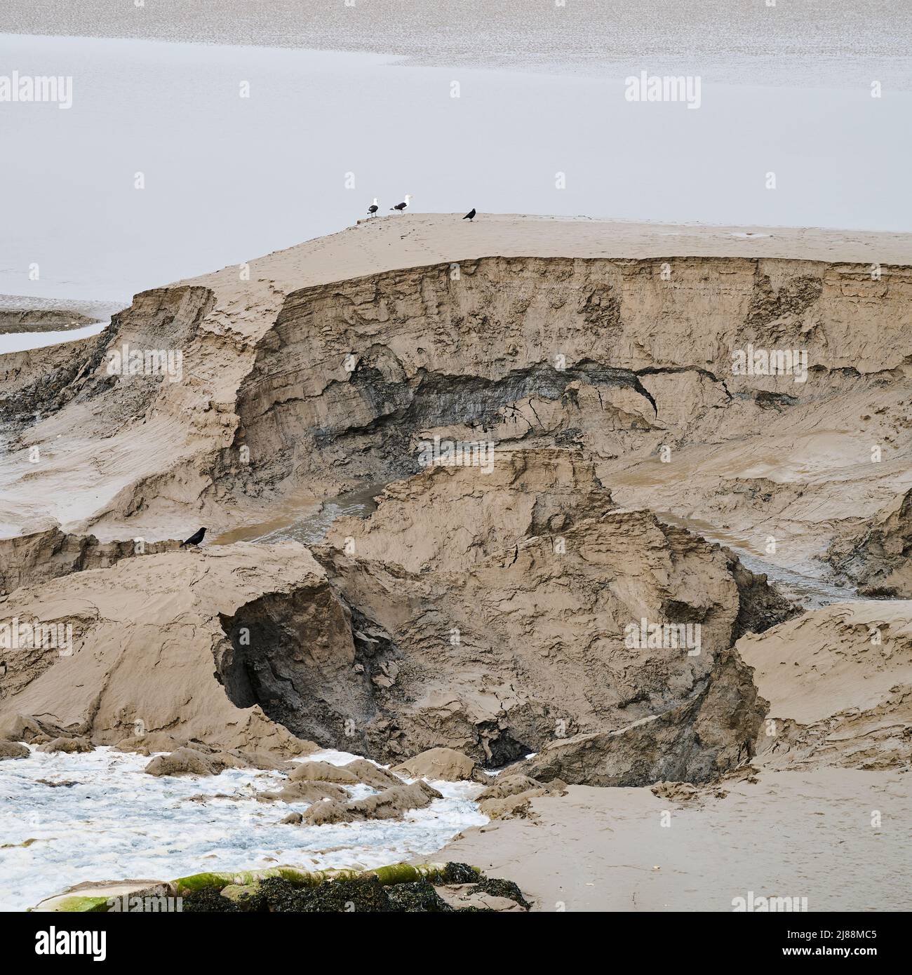 Gulls and blackbirds on mud bank with white industrial discharge at ...