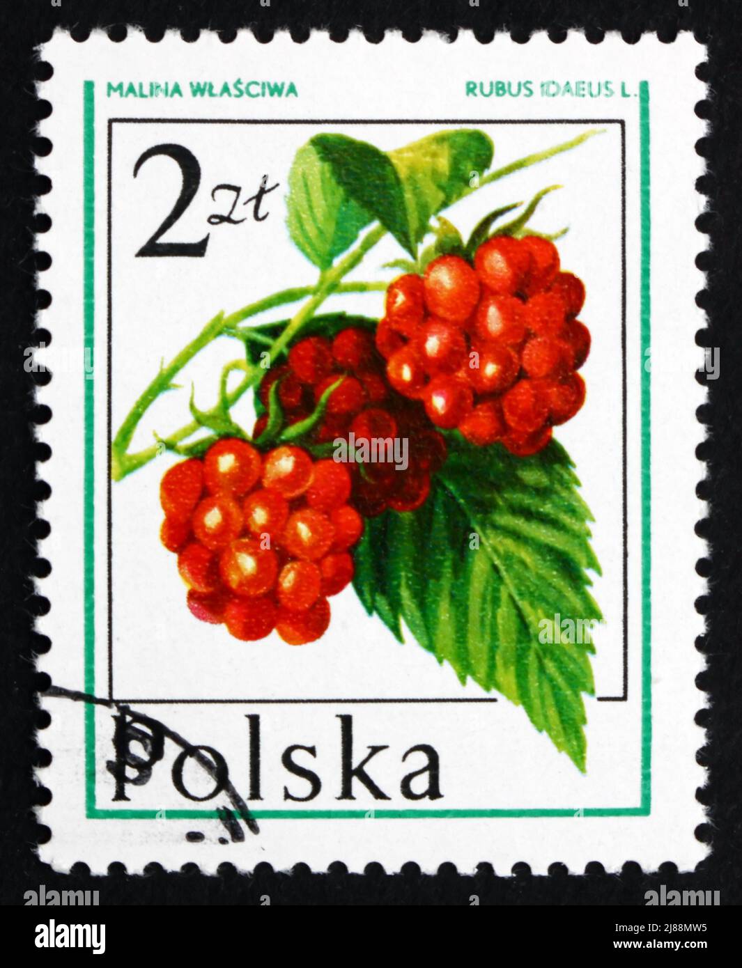 POLAND - CIRCA 1977: a stamp printed in the Poland shows Raspberry ...