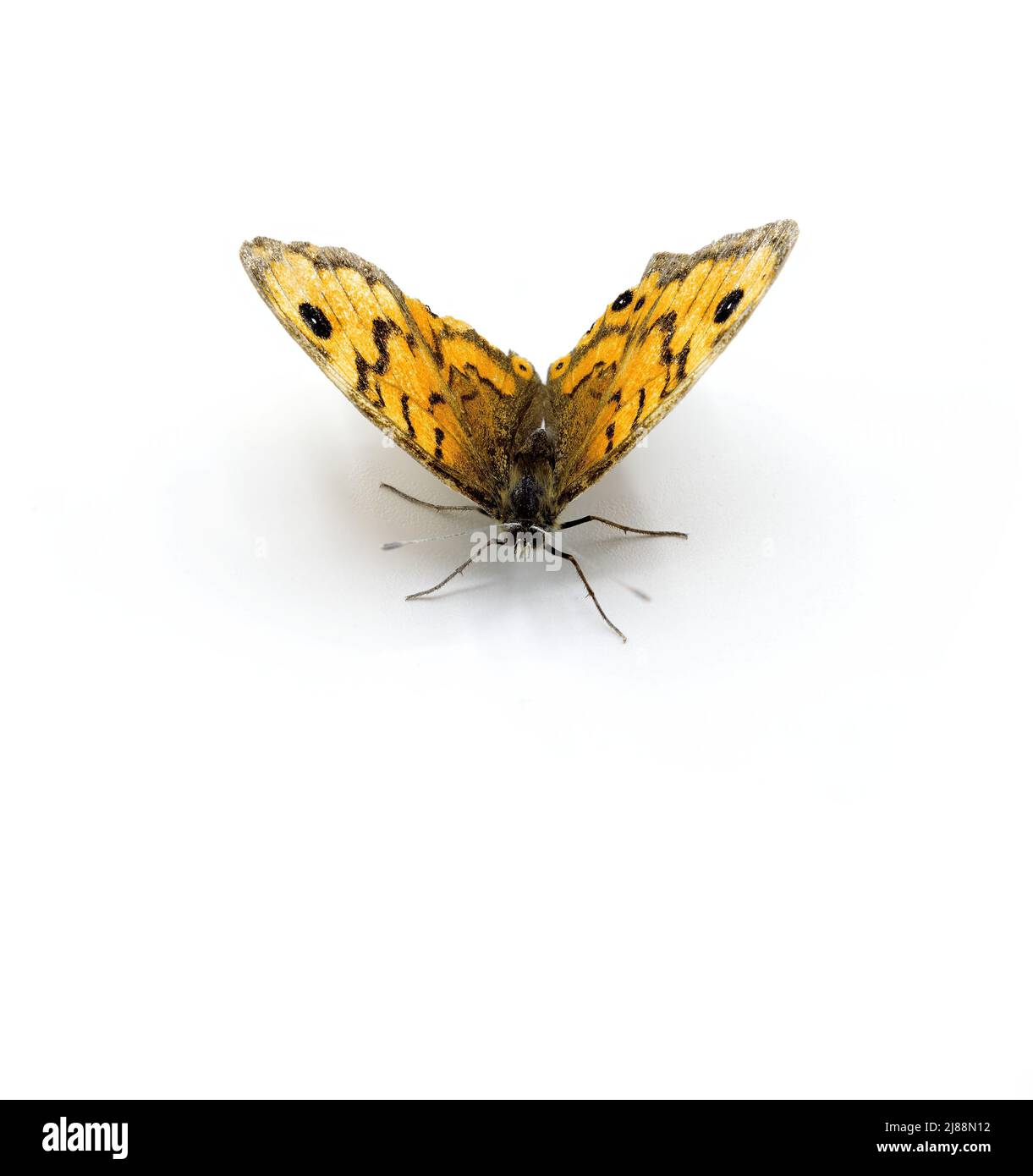 Lasiommata megera, wall brown butterfly, frontal view on white ...