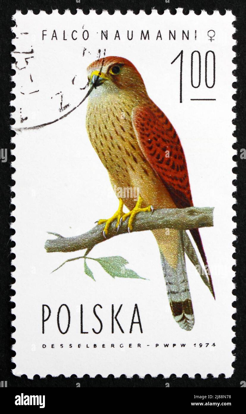 POLAND - CIRCA 1975: a stamp printed in the Poland shows Lesser Kestrel ...