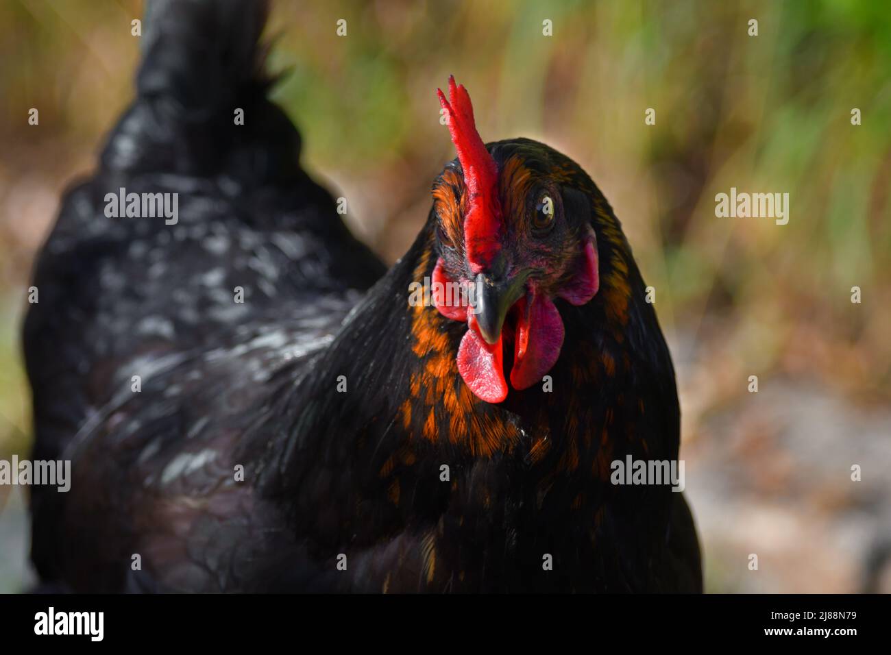 Chicken crown hi-res stock photography and images - Alamy