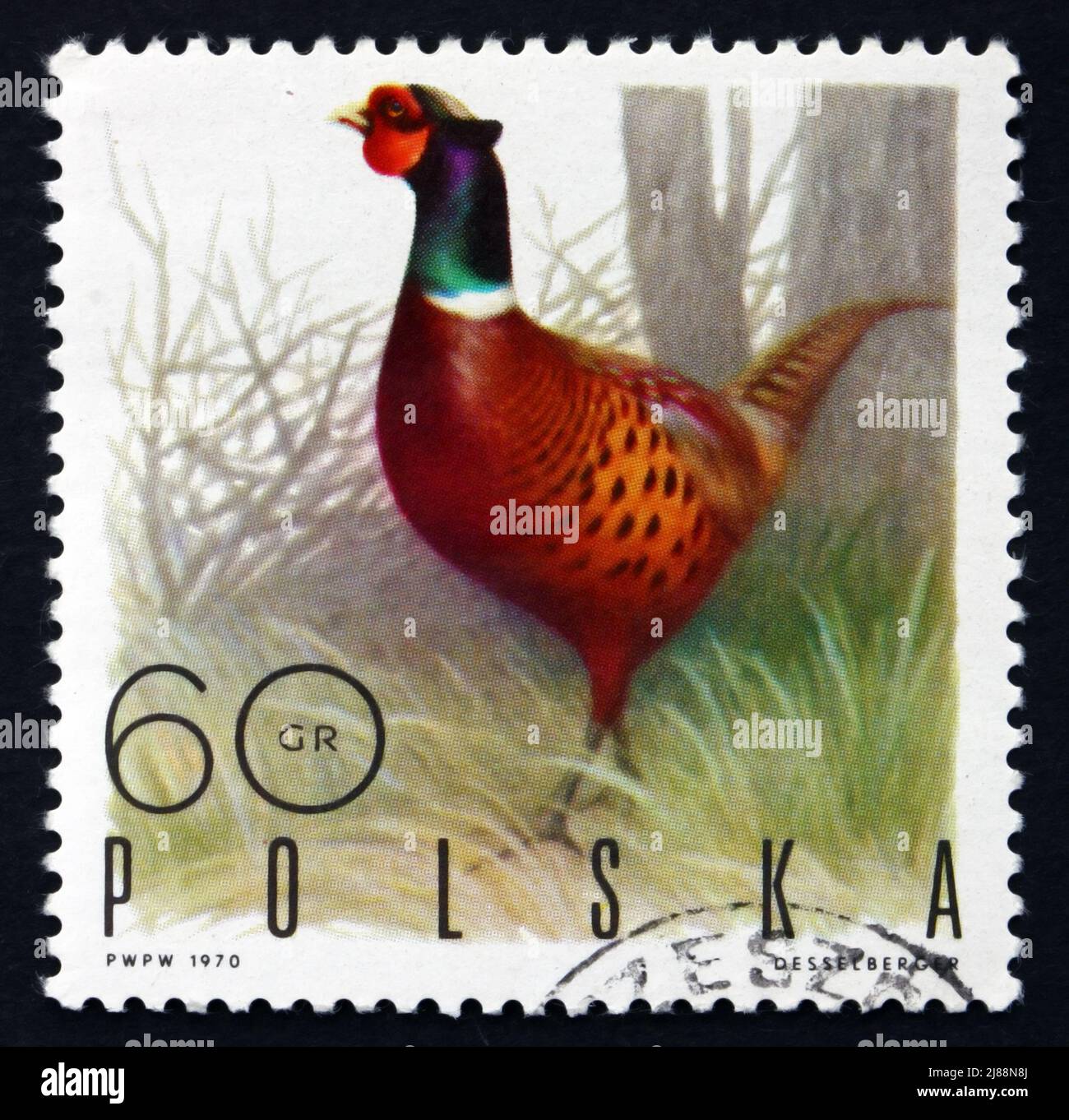 POLAND - CIRCA 1970: a stamp printed in the Poland shows Ringnecked ...