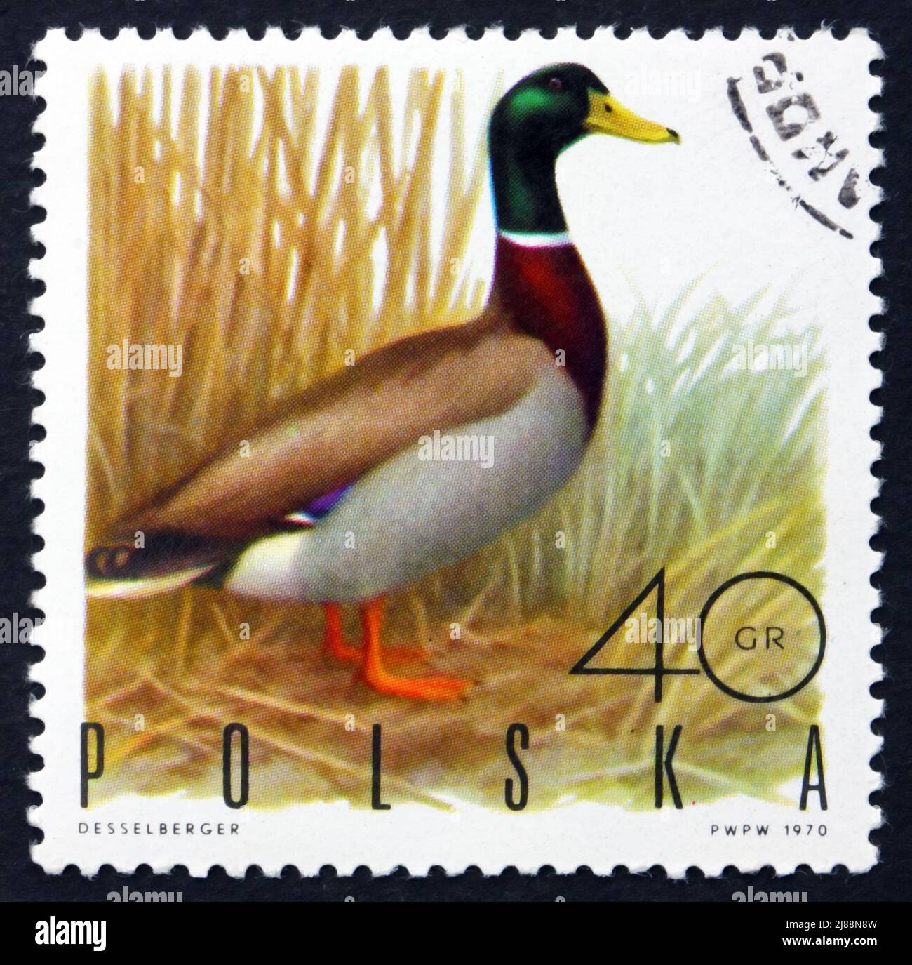 POLAND - CIRCA 1970: a stamp printed in the Poland shows Mallard Drake ...