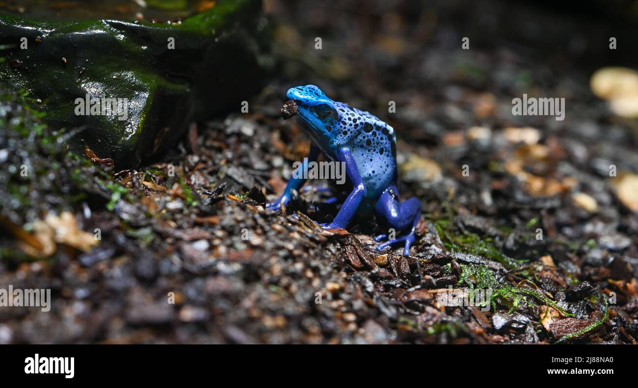 Blue-Poison-Dart-Frog (Dendrobates-azureus) resides in Northeastern ...
