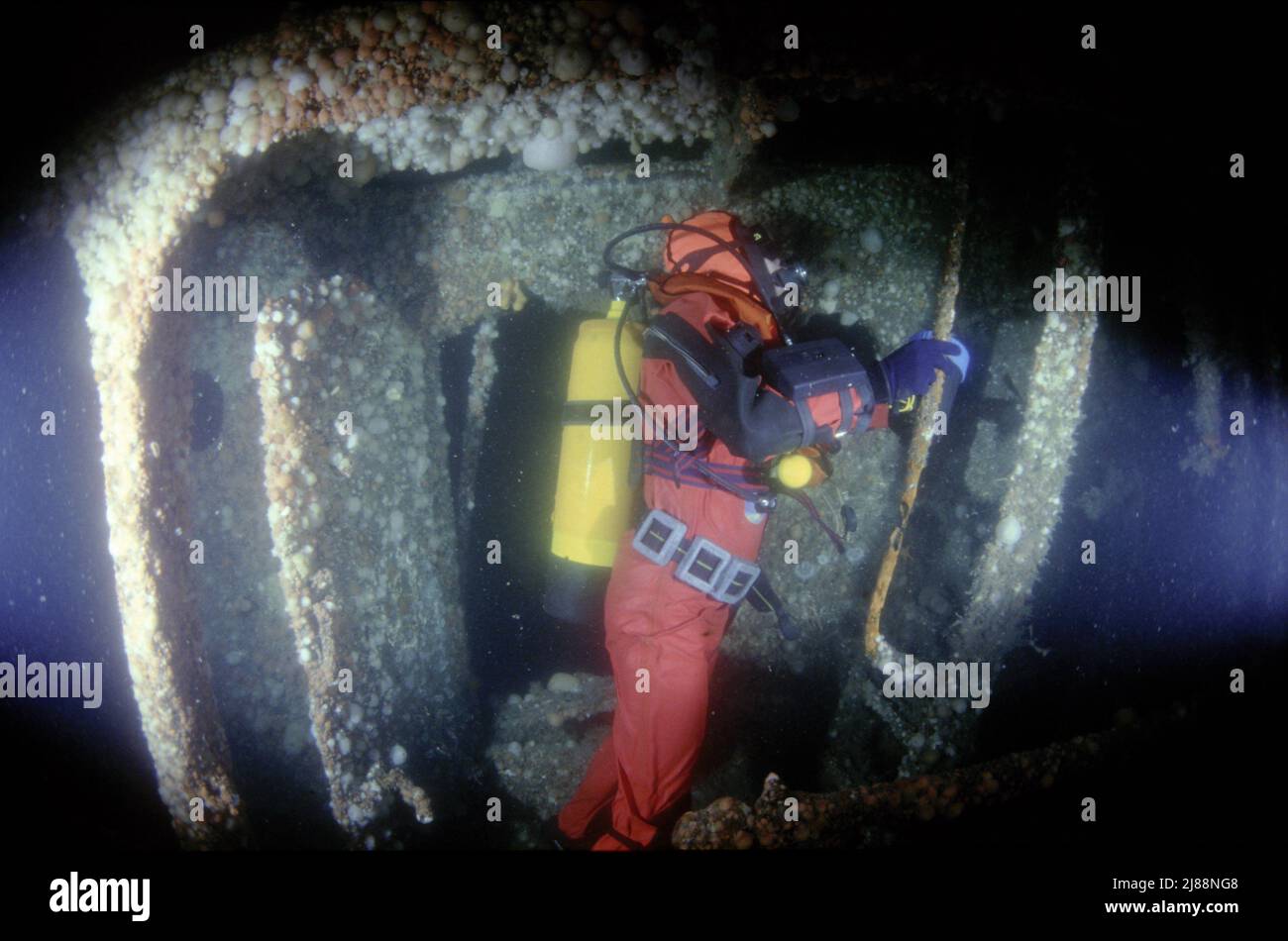 Polyps always white hi-res stock photography and images - Alamy