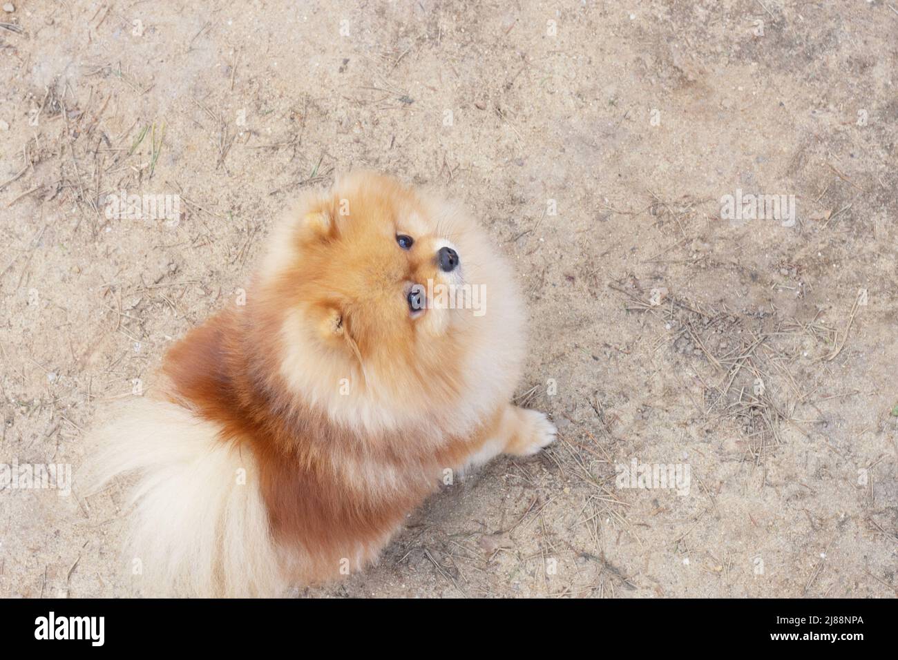 Red and yellow Pomeranian Spitz dog with a beautiful muzzle looks up on ...