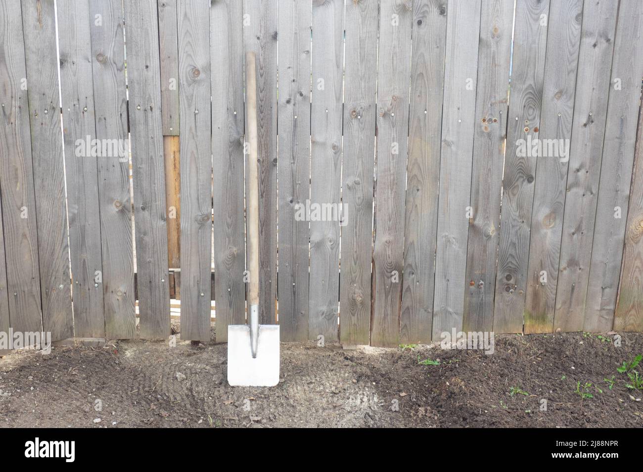 Iron shovel stand in the background of a fence made of old gray boards ...