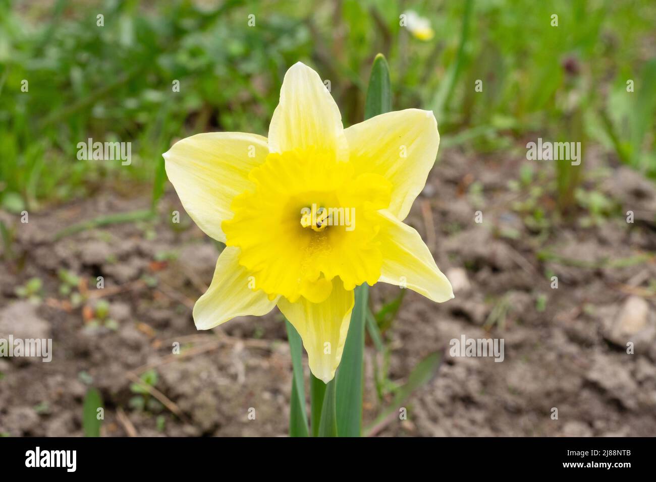 Daffodil party hi-res stock photography and images - Alamy