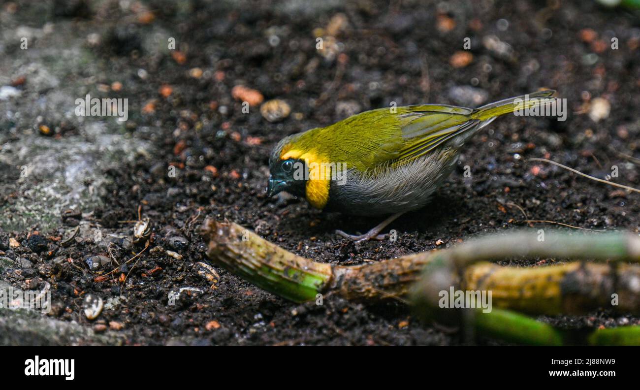 Cuban grassquit (Tiaris canorus Stock Photo - Alamy