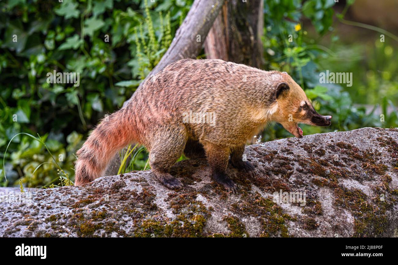 Cozumel coatimundi hi-res stock photography and images - Alamy