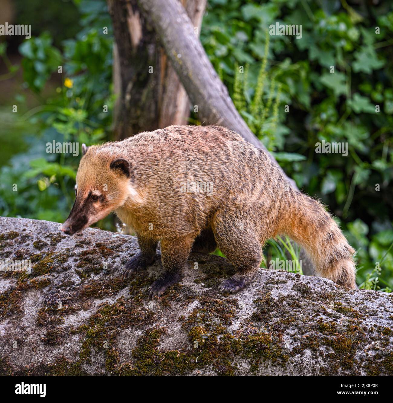 South American coati or ring-tailed coati (Nasua nasua Stock Photo - Alamy