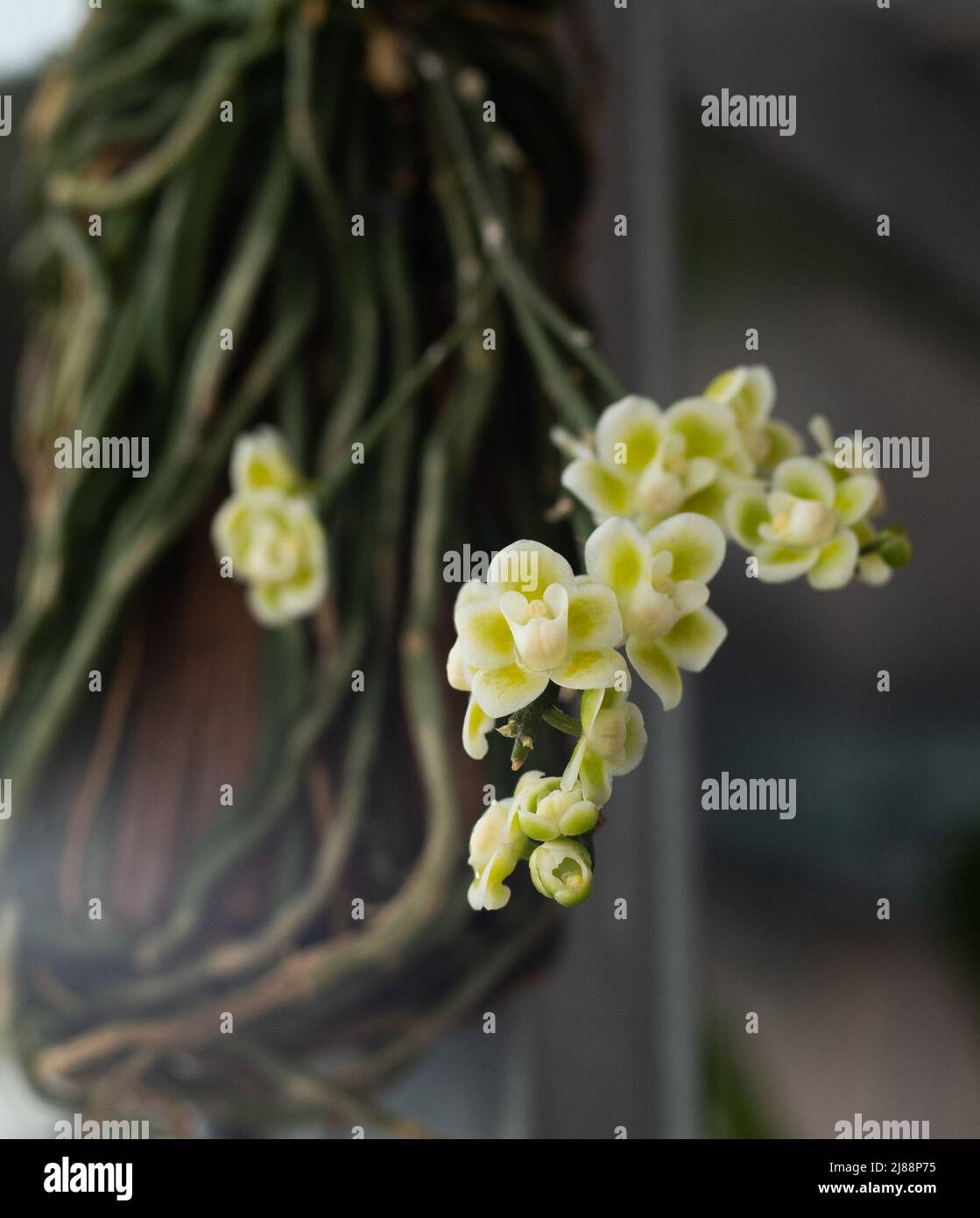 Orchid Chiloschista viridiflava Alba. Mini orchid white yellow green ...