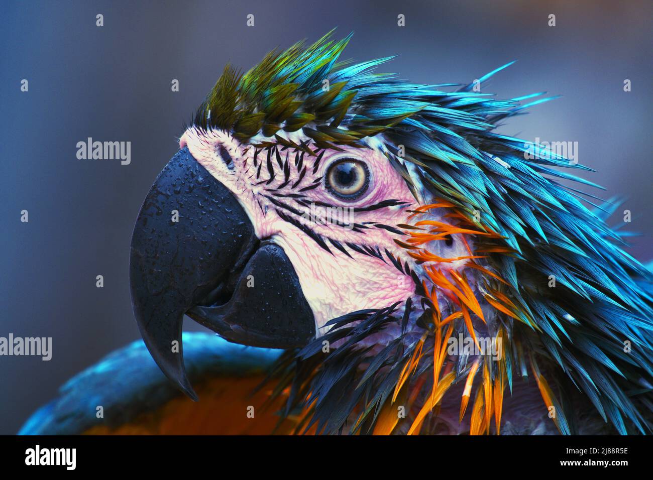 Brazialian hi-res stock photography and images - Alamy