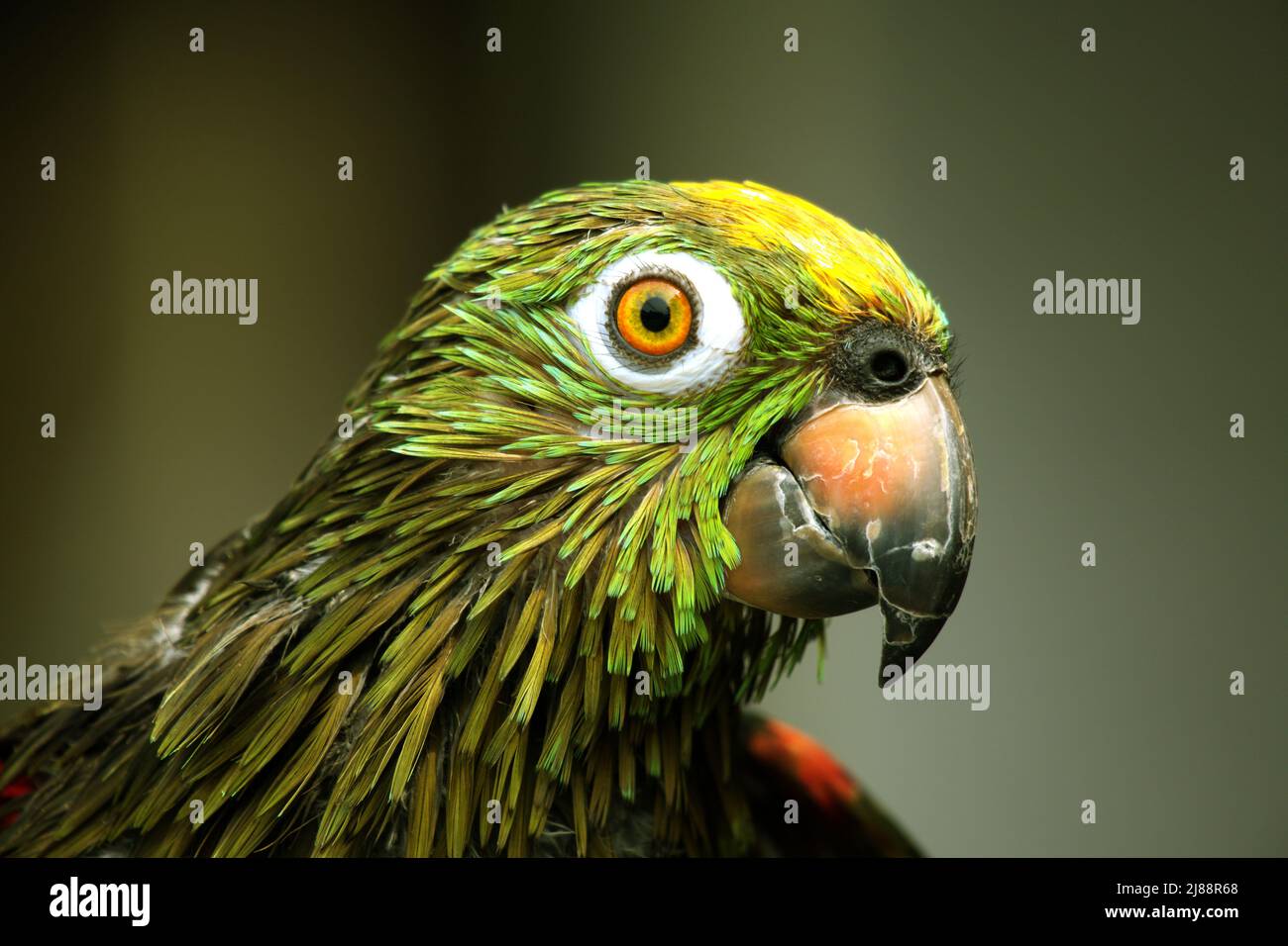 Brazialian hi-res stock photography and images - Alamy