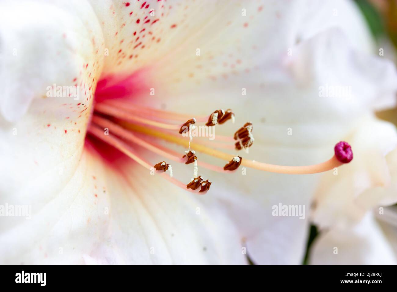 White rhododendron azalea flowers in spring garden. White petal pistils ...
