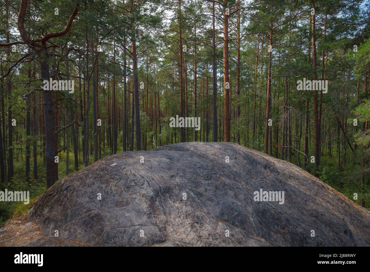 Big boulder in the pine forest with a wooden path Stock Photo - Alamy