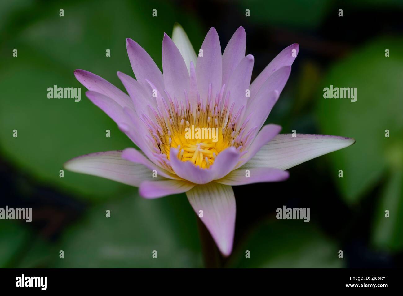 Aqua lilly pad hi-res stock photography and images - Alamy
