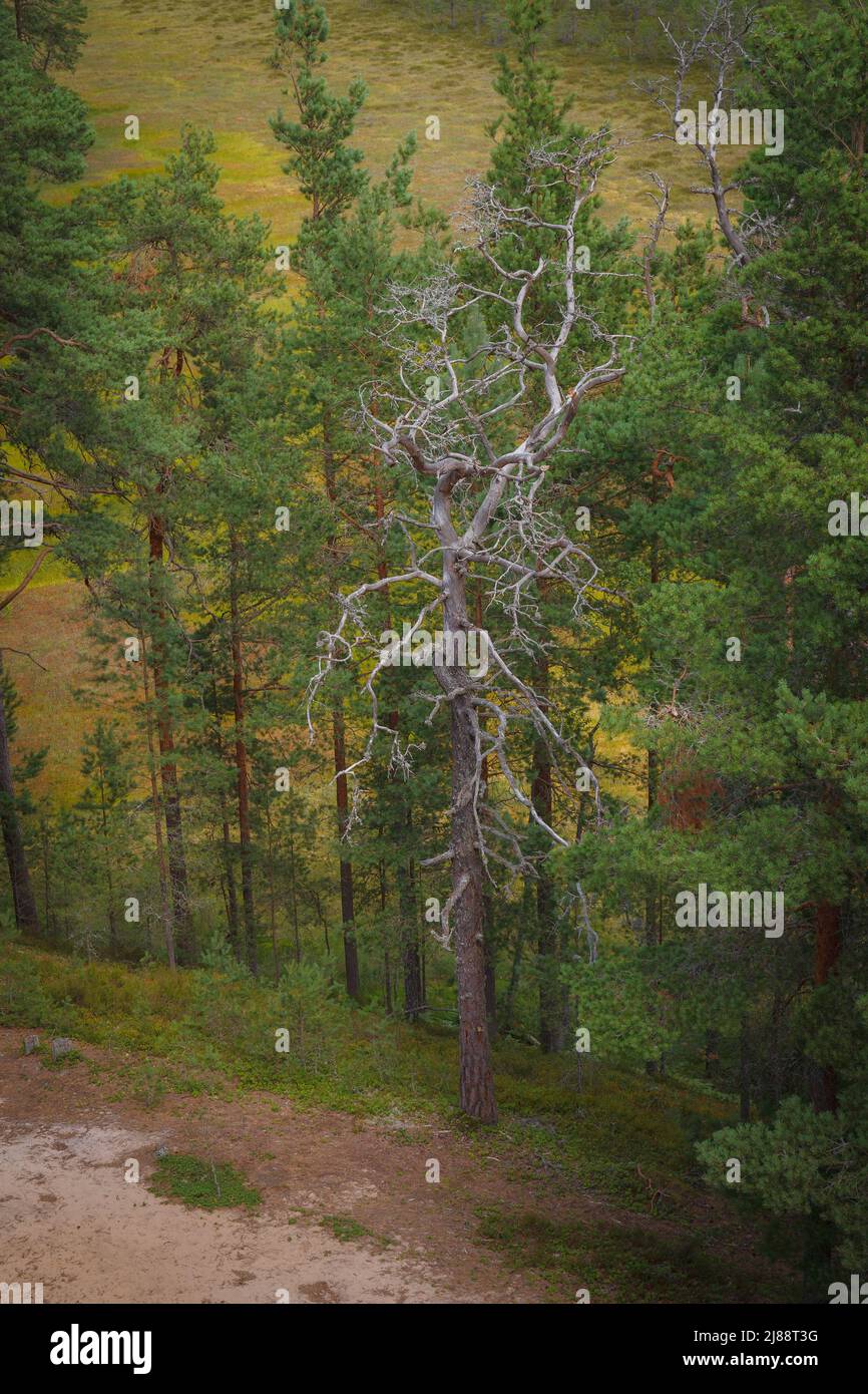 Dead bushland hi-res stock photography and images - Alamy