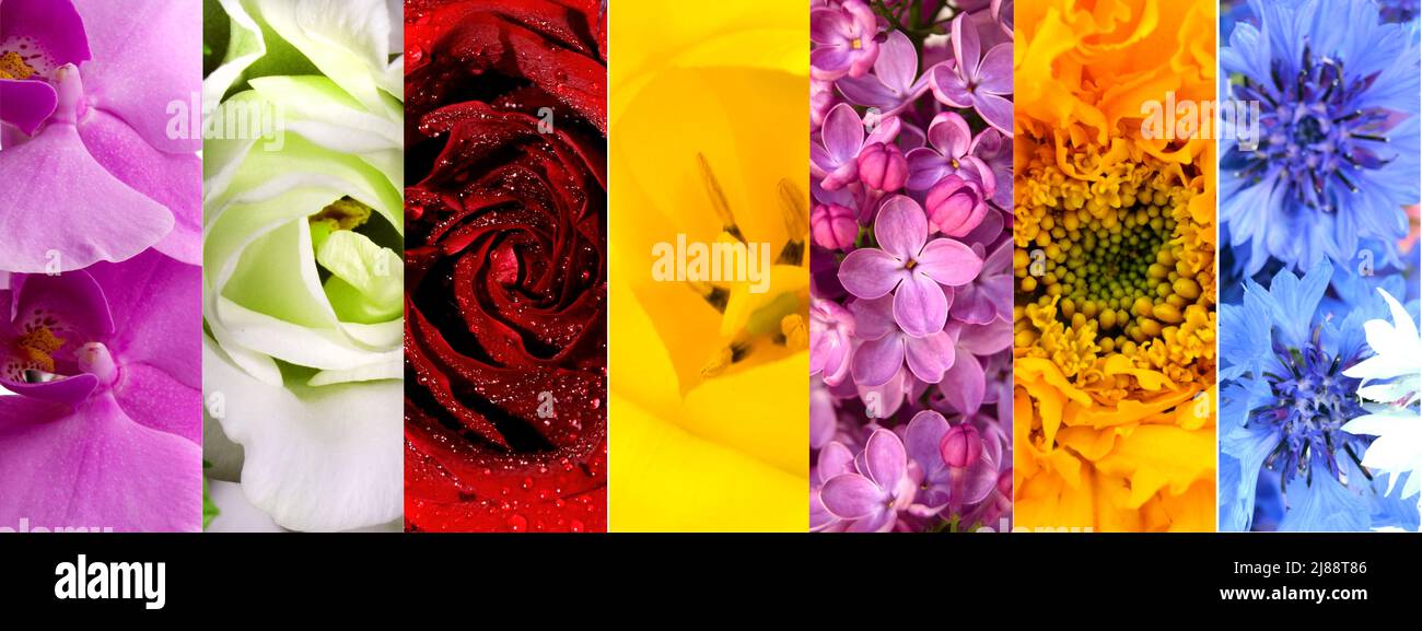 Set of different beautiful flowers on white background. Banner design ...