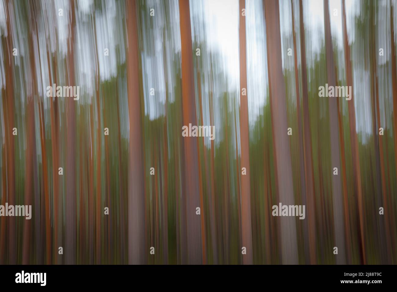 Pine tree trunks. Intentional camera motion. Motion blur. Abstract ...