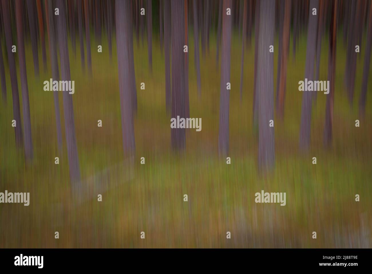Pine tree trunks. Intentional camera motion. Motion blur. Abstract ...