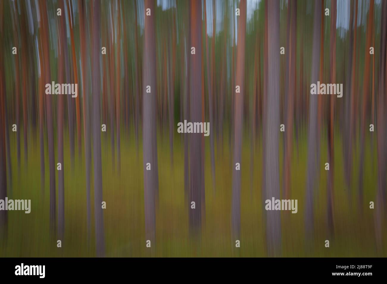 Pine tree trunks. Intentional camera motion. Motion blur. Abstract ...