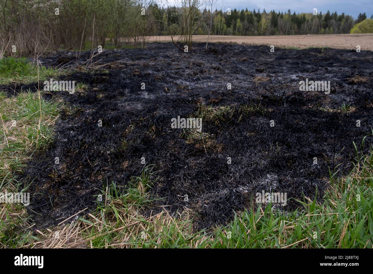 Forest and field fire. Dry grass burns, natural disaster. Burning and ...
