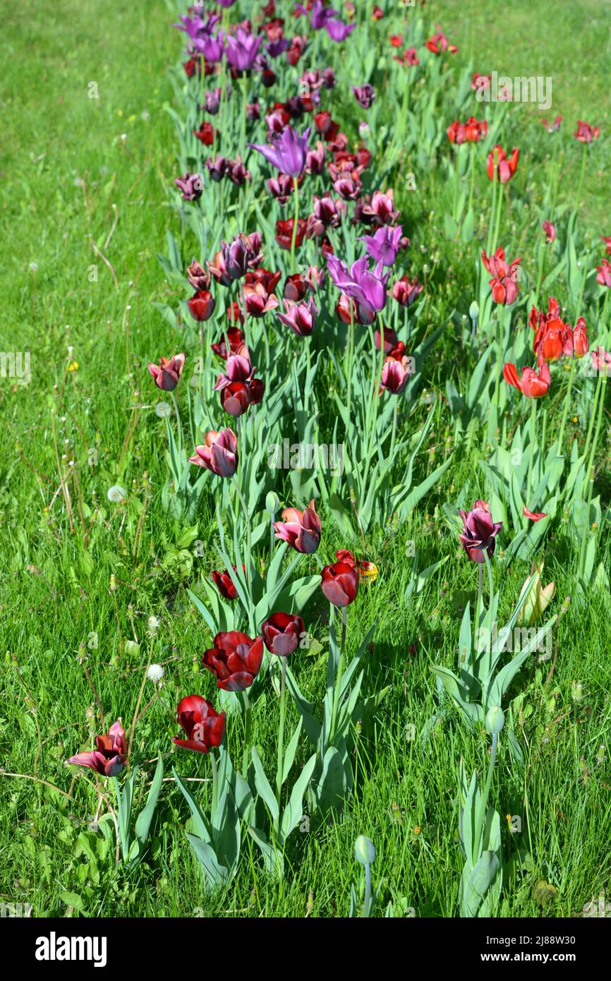 Blooming flow hi-res stock photography and images - Alamy