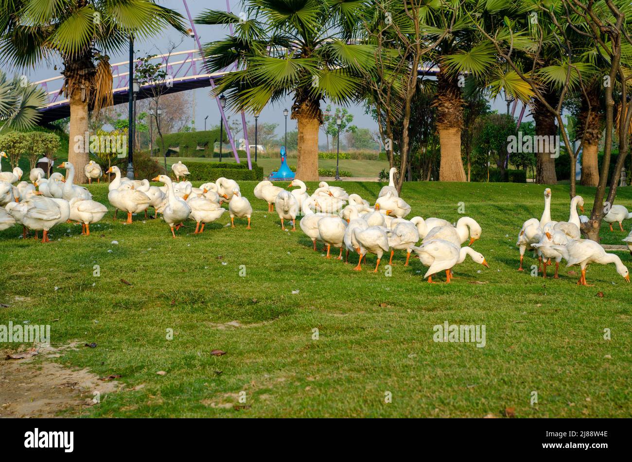 Duck in park playing hi-res stock photography and images - Alamy