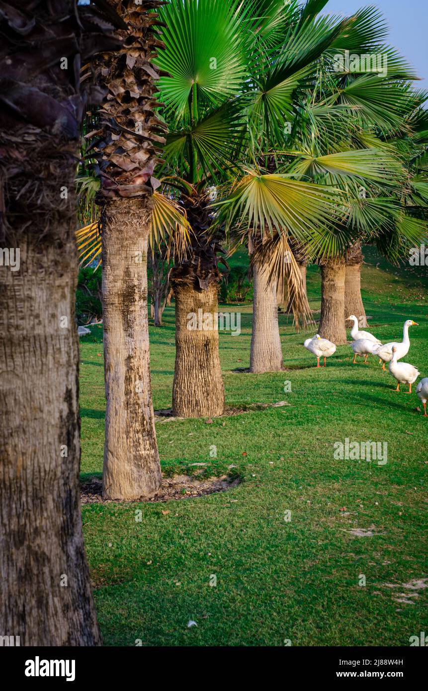 Beautiful trees grown in a queue Stock Photo - Alamy