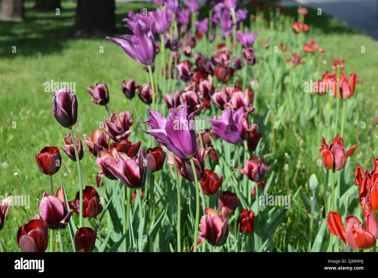 Unusual and specific large purple, red-black, pink tulips growing on a ...