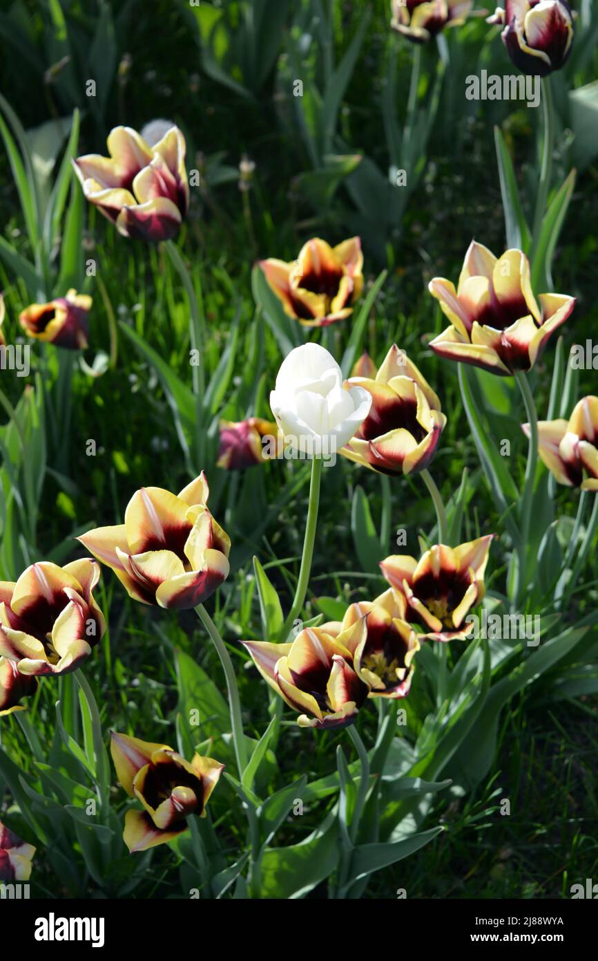 Unusual unimaginable purple tulips with yellow edging on the petals ...