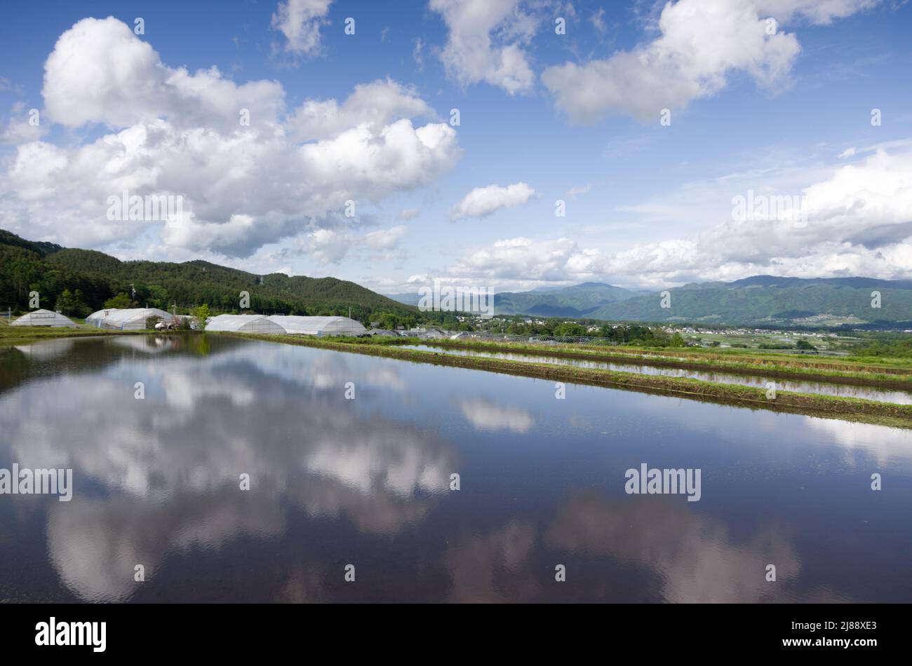 ina, nagano, japan, 2022/14/05 , Rice fields in ina, Nagano, in spring ...