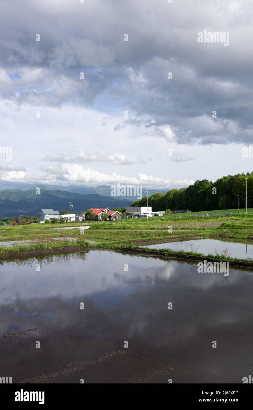 ina, nagano, japan, 2022/14/05 , Rice fields in ina, Nagano, in spring ...