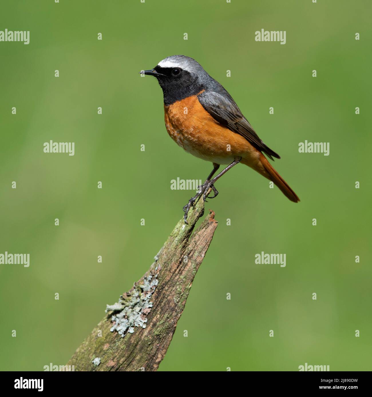Male European Redstart (Phoenicurus phoenicurus) in a Western oak ...