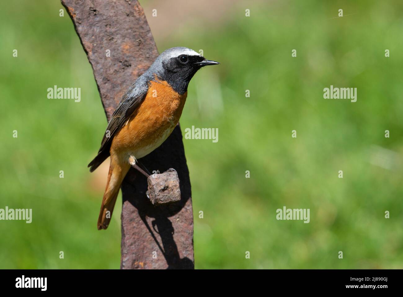 Male European Redstart (Phoenicurus phoenicurus) in a Western oak ...