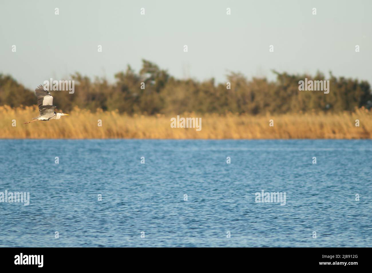 Grey heron Ardea cinerea in flight. Senegal River. Langue de Barbarie ...