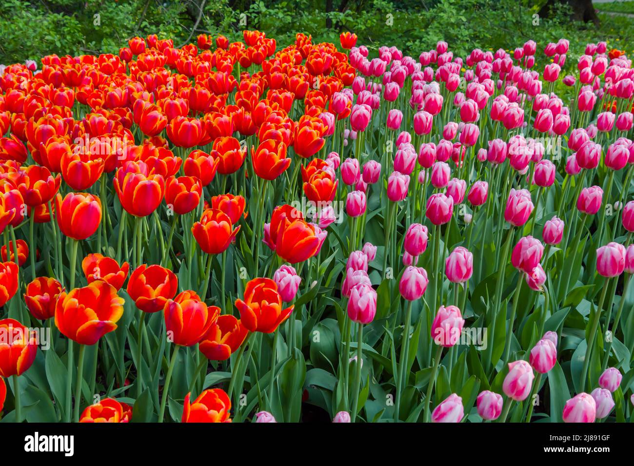 Red tulip power play and pink tulip dutch design flowers Stock Photo ...
