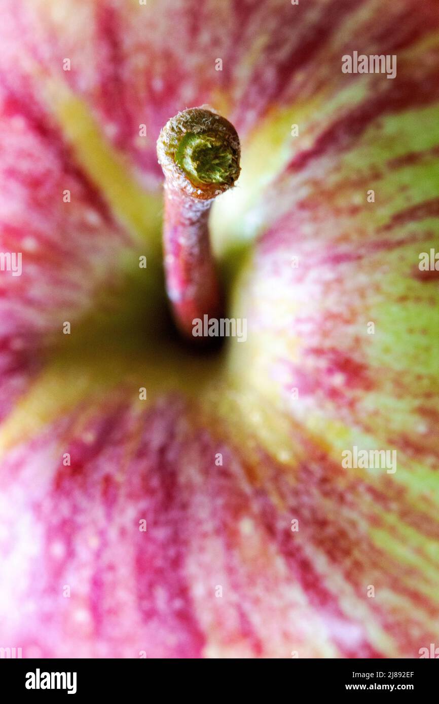 A macro shot of a small organic heirloom apple (Malus domestica ...