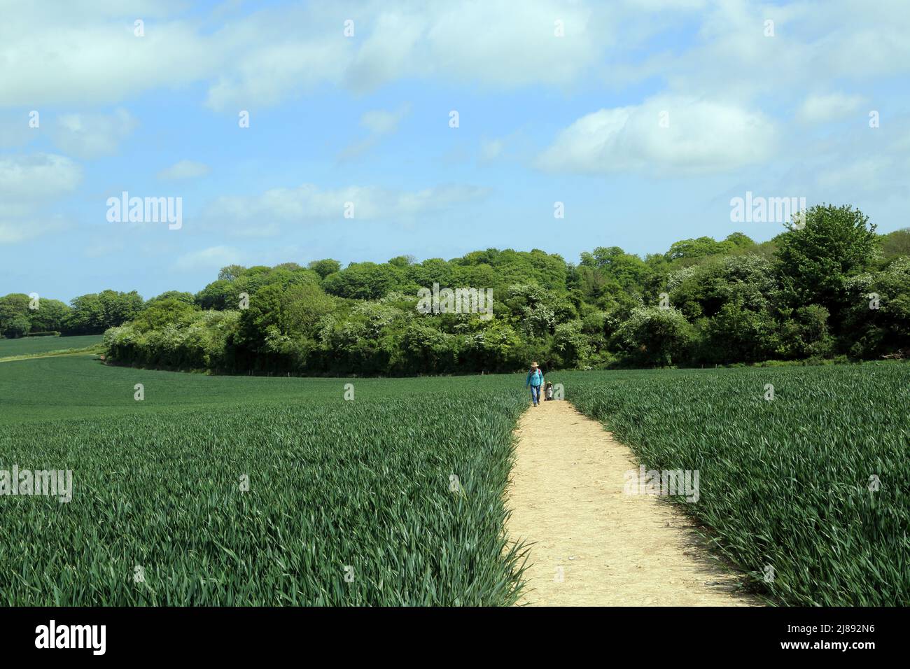 Walkers on the North Downs Way, Via Francigena long distance pilgrimage ...