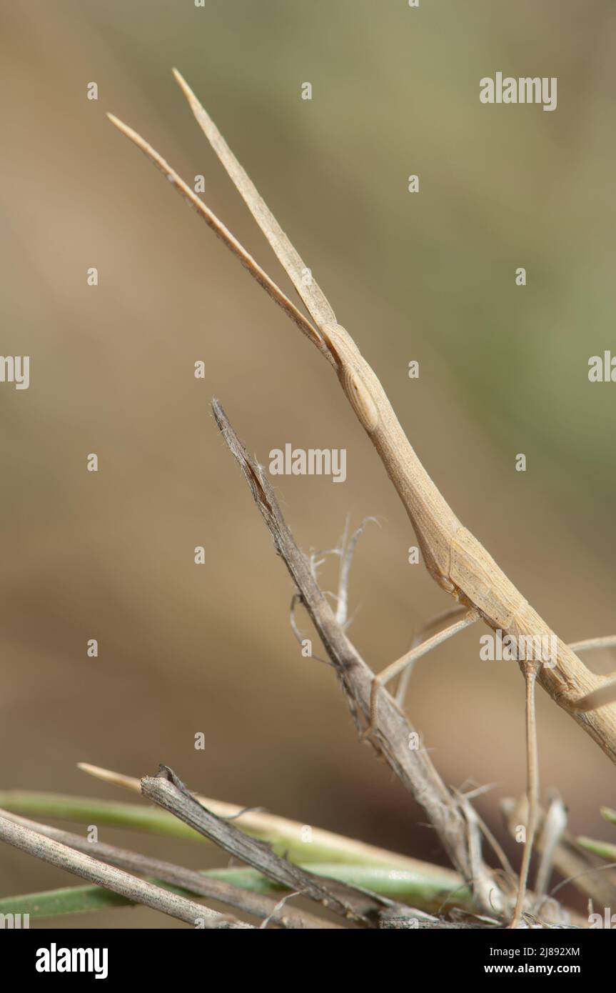 Stick insect on the grass. Langue de Barbarie National Park. Saint ...
