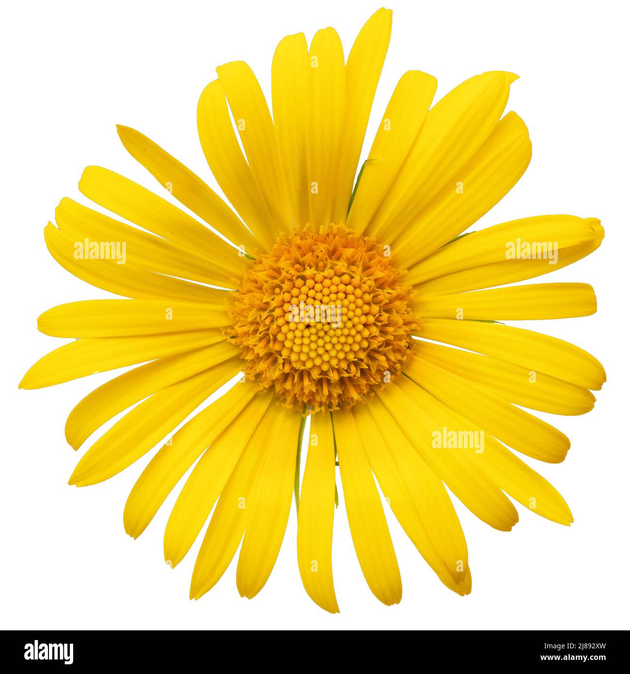 Macro. Yellow chamomile flower on a white background Stock Photo - Alamy