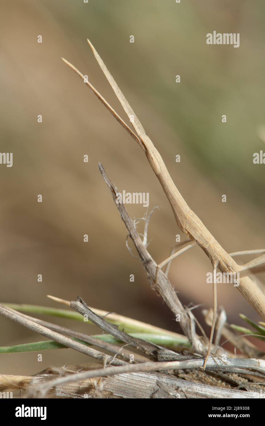 Stick insect on the grass. Langue de Barbarie National Park. Saint ...