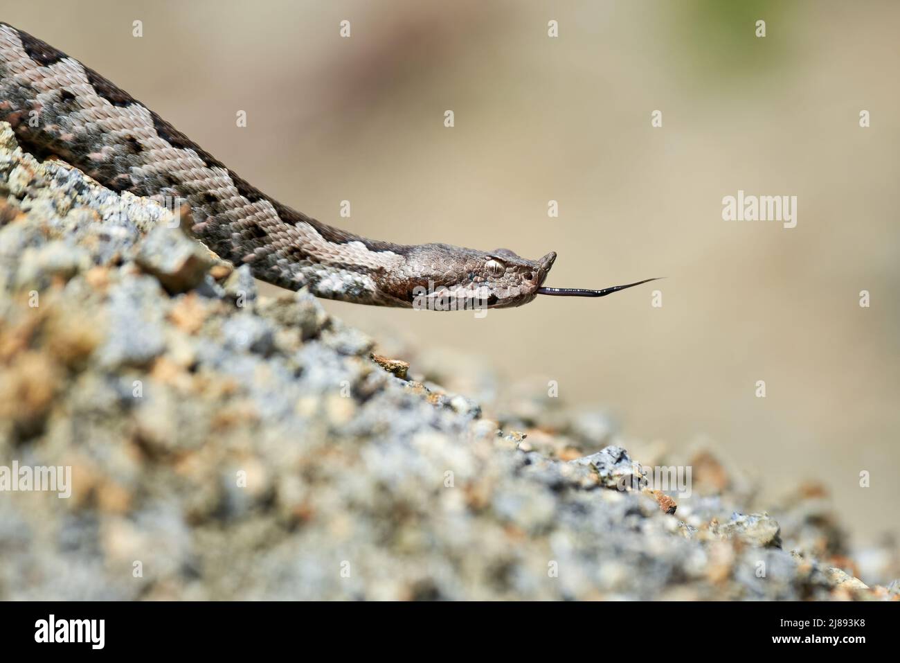 Nose-Horned Viper with forked tongue outside (Vipera ammodytes Stock ...