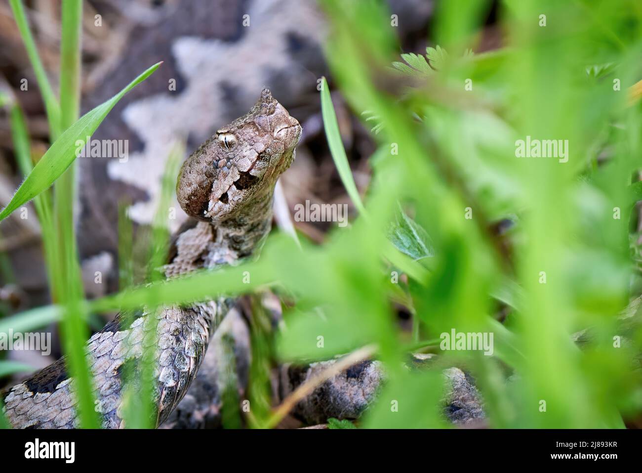 Nose-Horned Viper hiding in the grass (Vipera ammodytes Stock Photo - Alamy