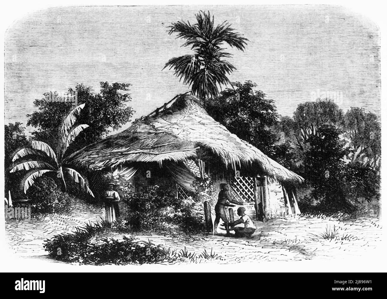 Native trees of india Black and White Stock Photos & Images - Alamy