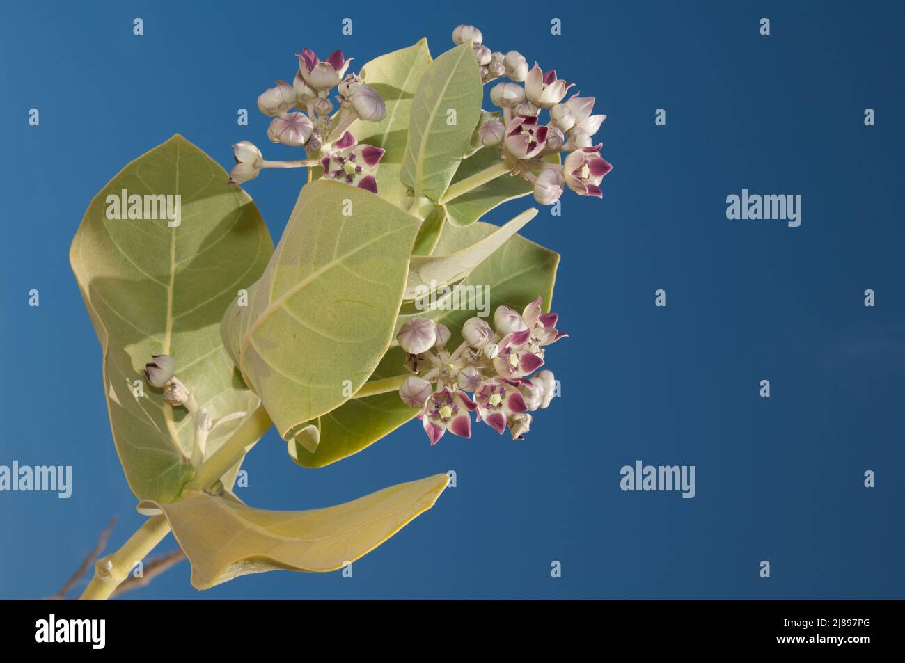 Apple of Sodom Calotropis procera. Langue de Barbarie National Park ...