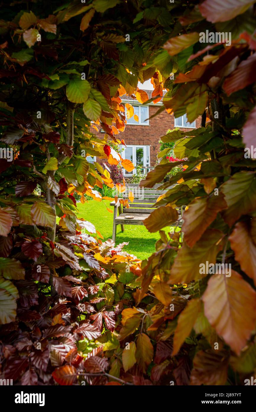 Beech hedge uk hi-res stock photography and images - Alamy