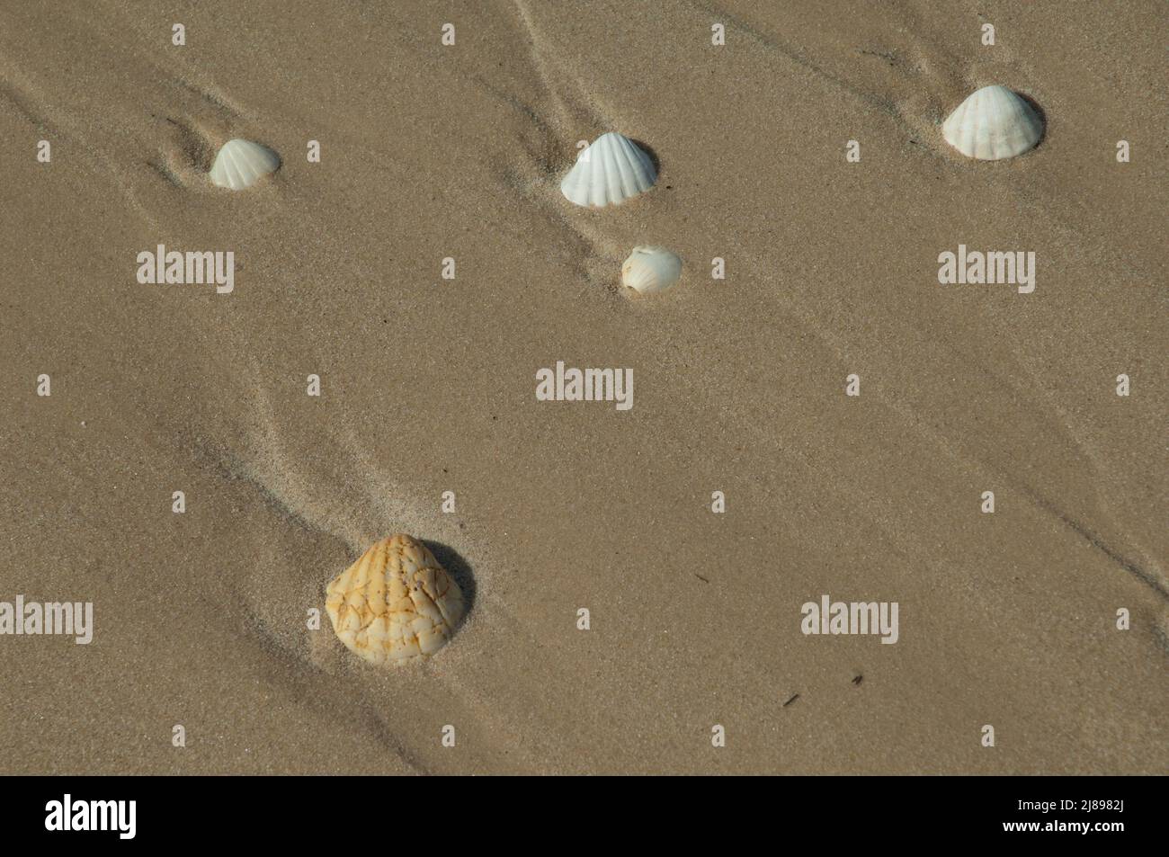Shells of bivalve mollusks on the sand of a beach. Langue de Barbarie ...